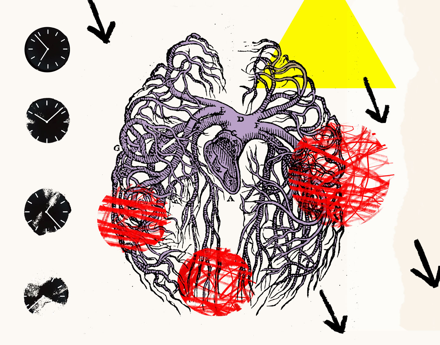 Fine-Tuning the Biological Aging Clock - proto.life