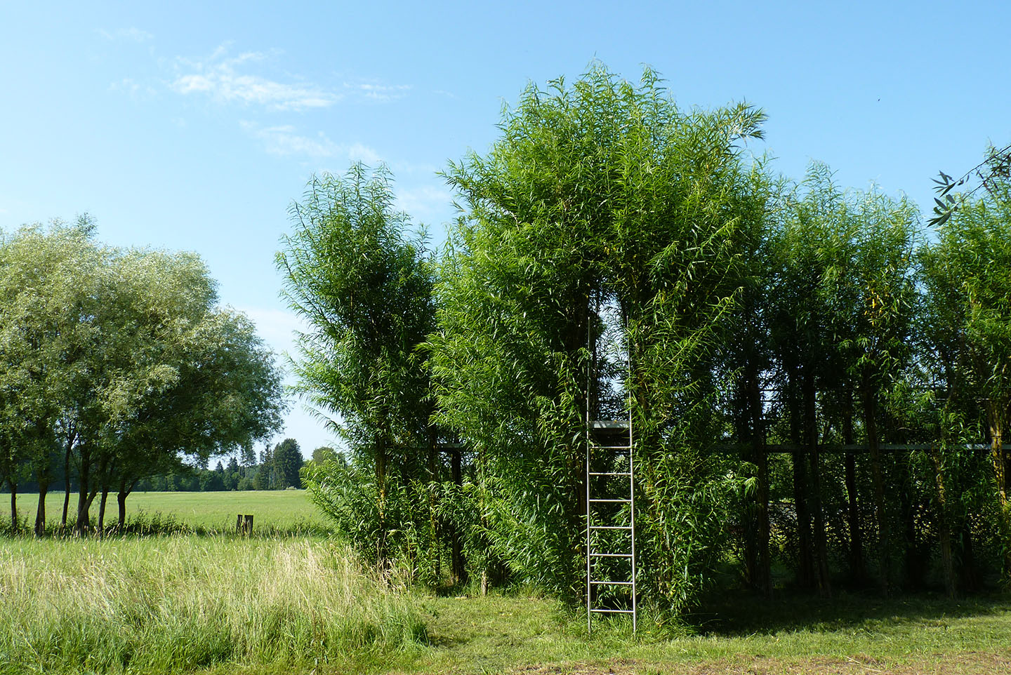 Building From the Root - proto.life