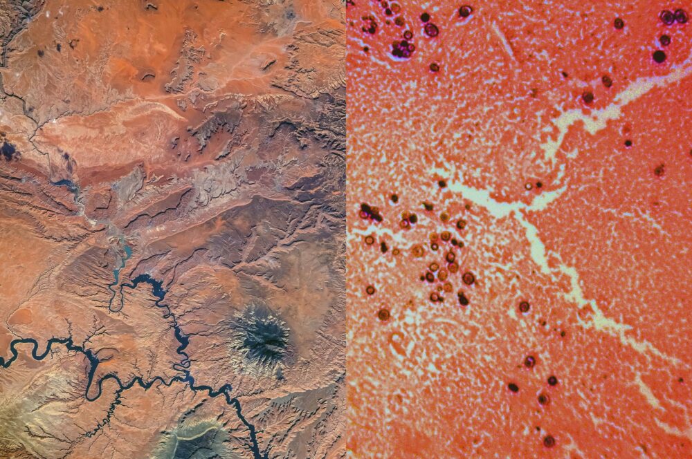 No Catastrophe Too Small - proto.life